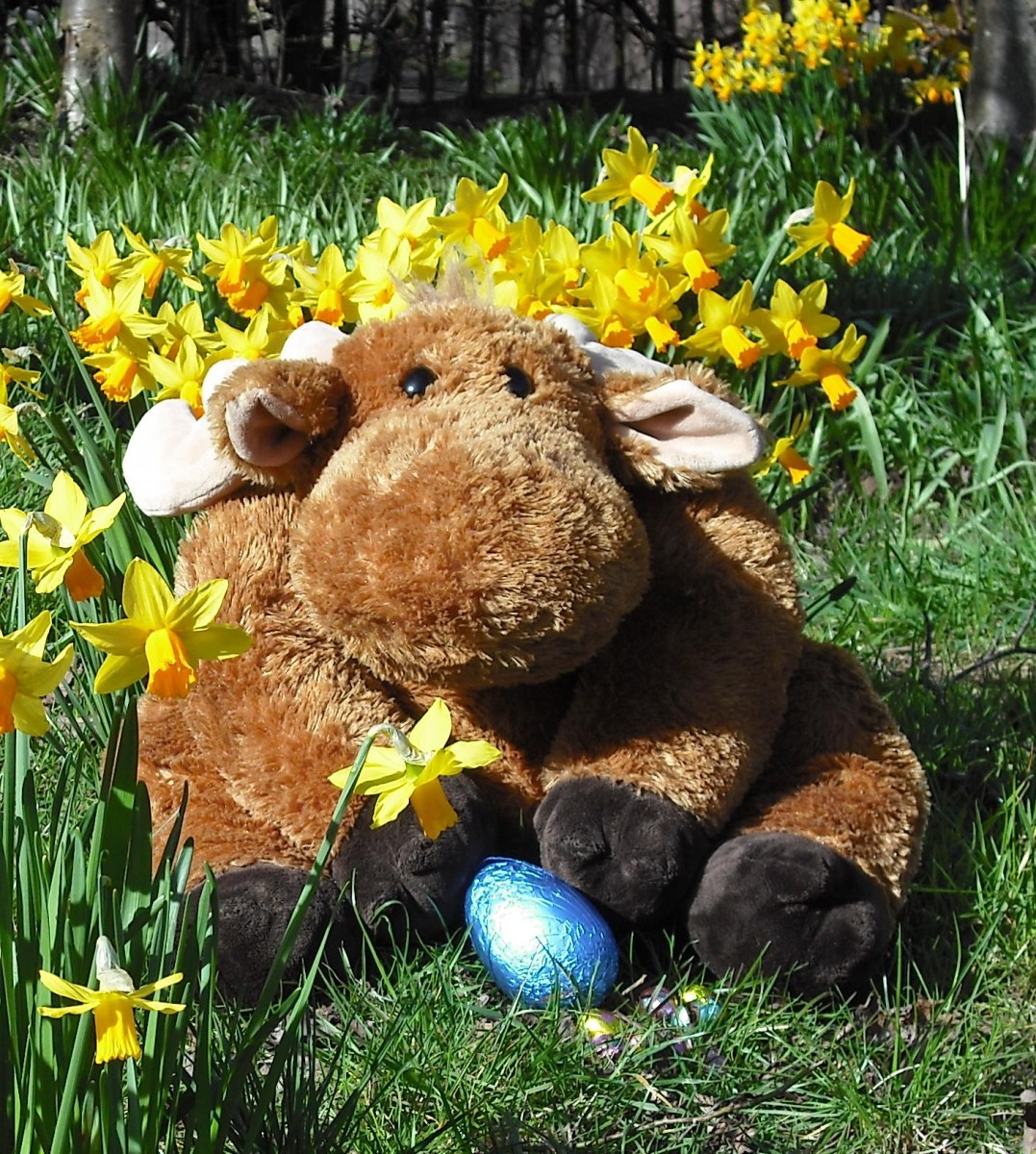 A moose at Easter | Bruce on the Fringe